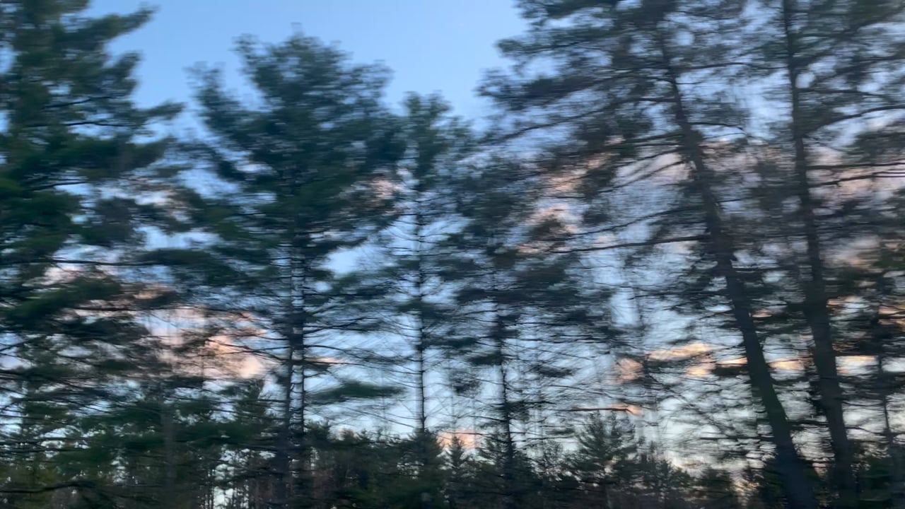 Moving Trees Landscape HD Free Stock Video Footage